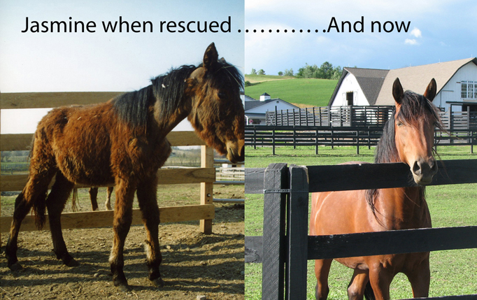 Equine Abuse & Neglect – Equine Advocates